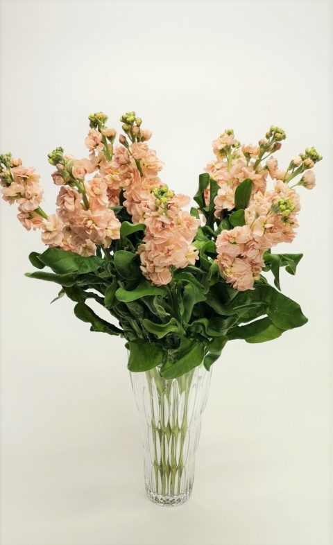 Matiola | Gėlių pristatymas į namus Šiauliuose - mixflora.lt